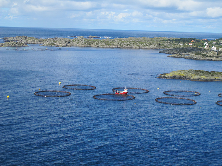 Greenfield studies - Pescatech